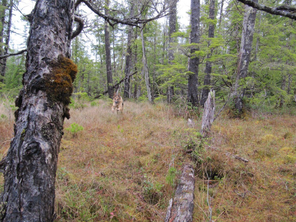 prince of wales muskegs rich with life – Setter Lake Migratory Birds